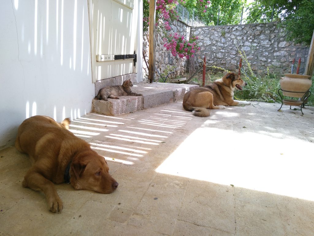 Το περιβαλλοντικό αποτύπωμα των ζωοτροφών και η χορτοφαγική διατροφή ...